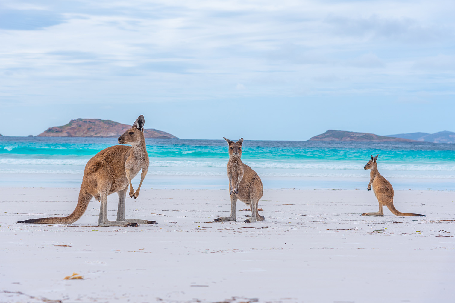 Australian Government - roblovegrove.com